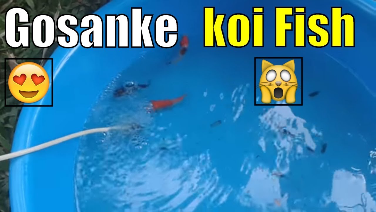 Gosanke Koi Fish The Big Three Kohaku, Sanke and Showa That You need to ...