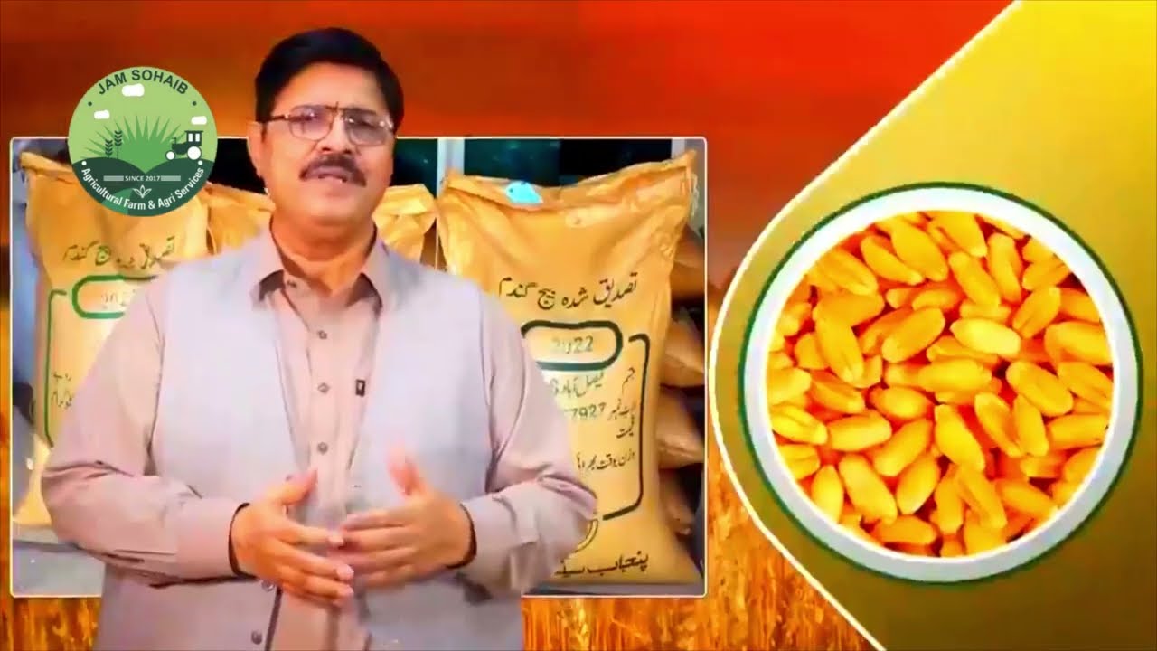 Gandum ki kasht kay leya acha seed kon sa janey is video mein | Jam ...