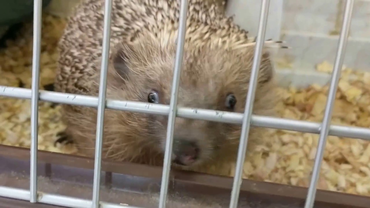 Hedgehog Workout! - YouTube