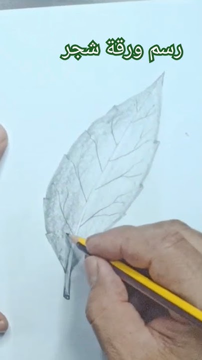 رسم ورقة شجر ..رسم ورق نبات - YouTube
