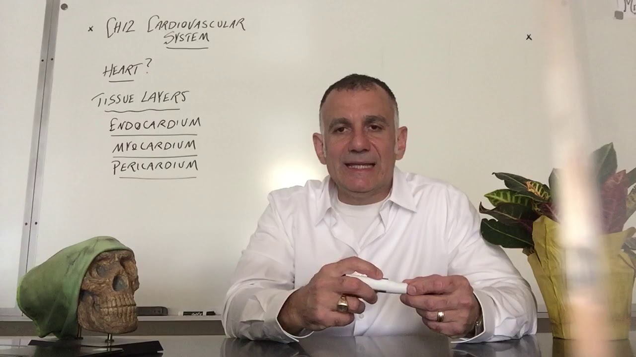 Mr. Spano ESSM A&P Chapter 12 Cardiovascular Intro - YouTube