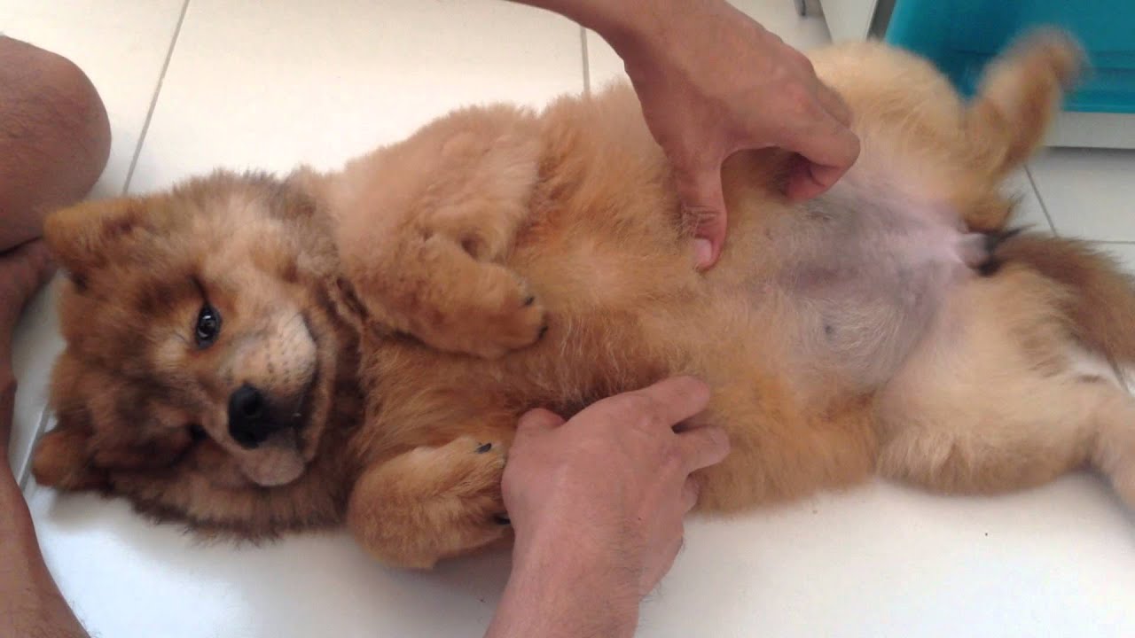 Puppy Enjoying a Tummy Scratch - YouTube