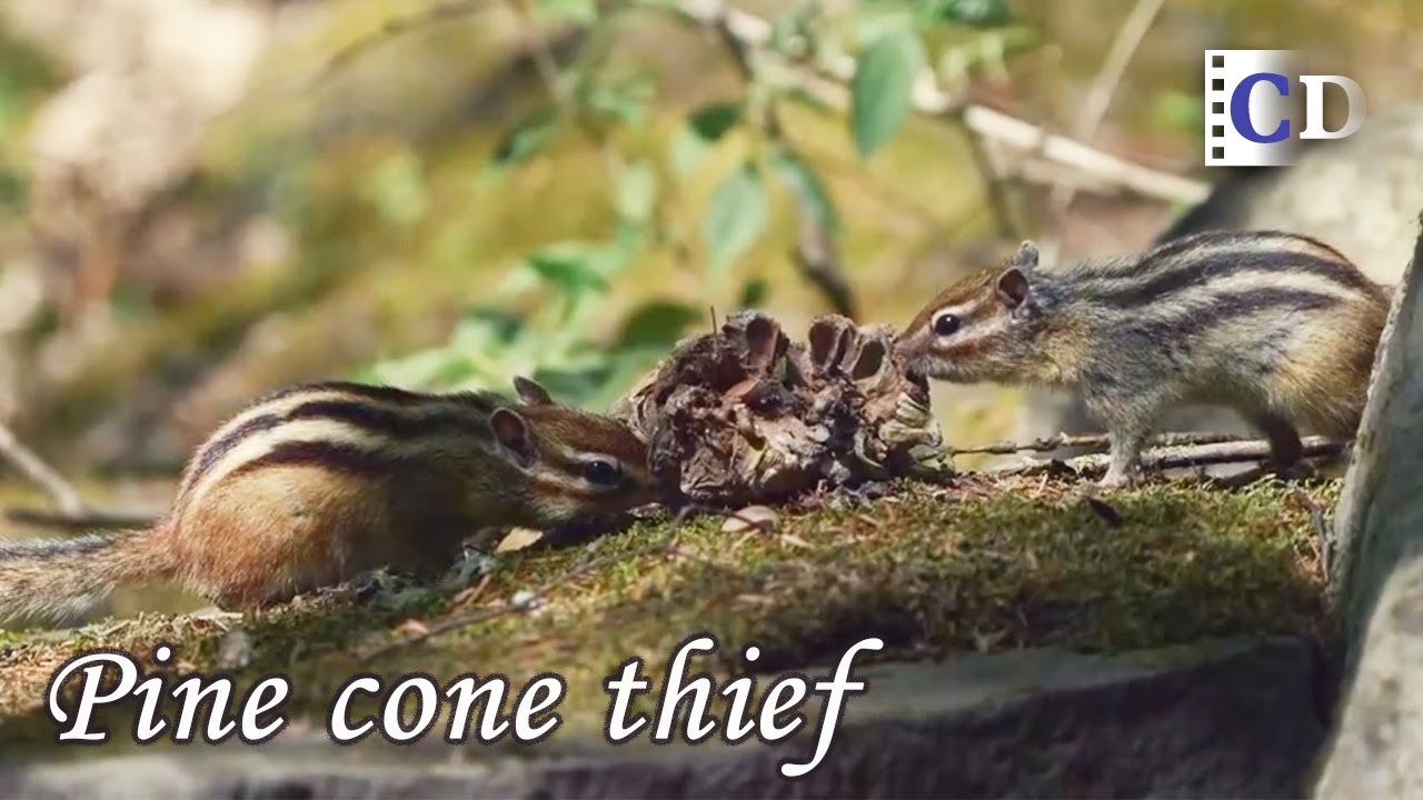 Only by driving away the thieves can the chipmunk enjoy the delicious ...