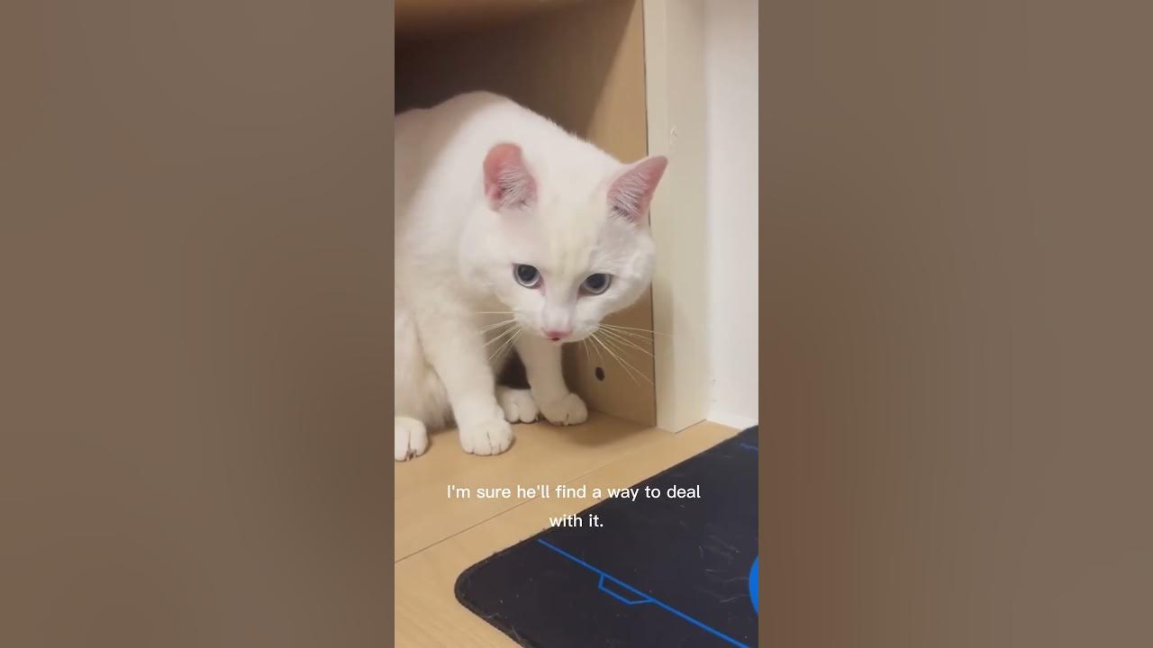 Look the cat #cat - YouTube