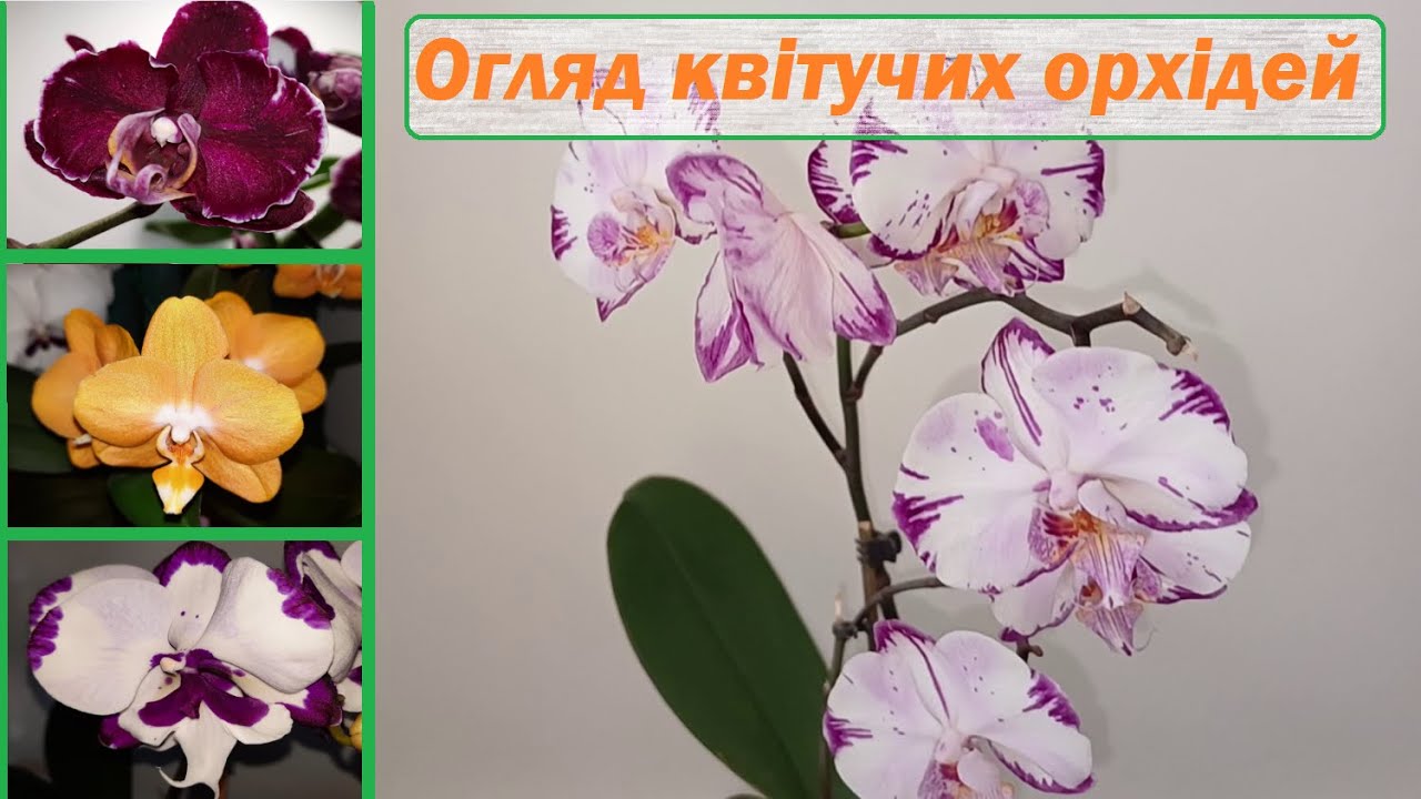 Мої сортові орхідеї: Phal Magic Art, Phal Chiada Stacy , Phal Starfish ...