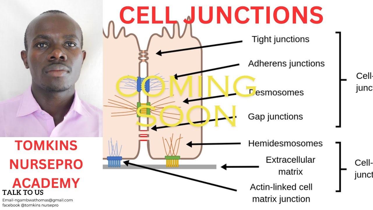 CELL JUNCTIONS MADE EASY - YouTube