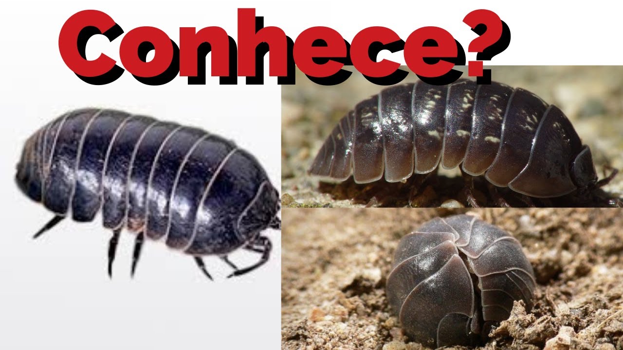 Tatu de jardim, tatu bola, tatu bolinha AMIGO Ou INIMIGO do Jardim ...