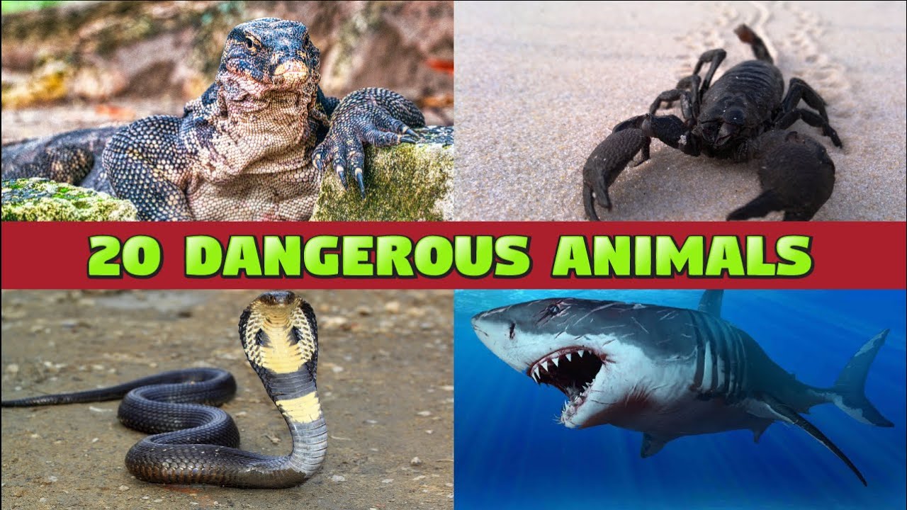 TOP 20 MOST DANGEROUS ANIMALS - NAMES AND SOUNDS FOR KIDS LEARNING ...