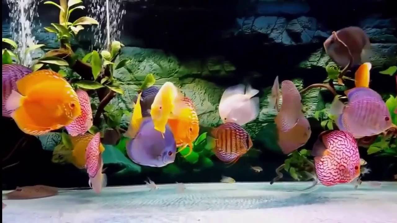 Discus Fish Feeding on Frozen 2016new video - YouTube