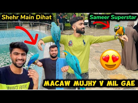 Shehar Main Dihat Vs sameer Superstar | Macaw parrot mil gae | - YouTube
