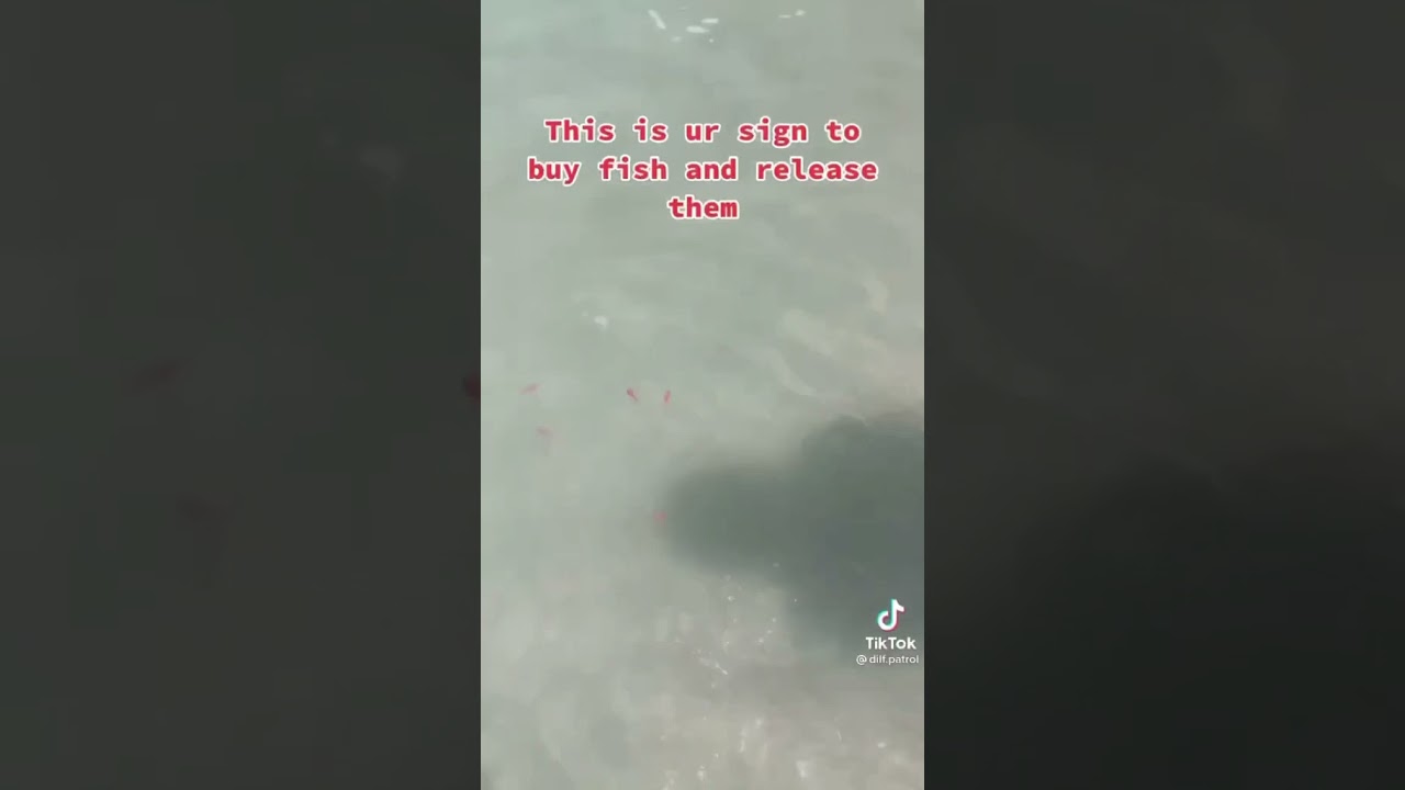 RELEASING GOLDFISH IN THE OCEAN.... - YouTube