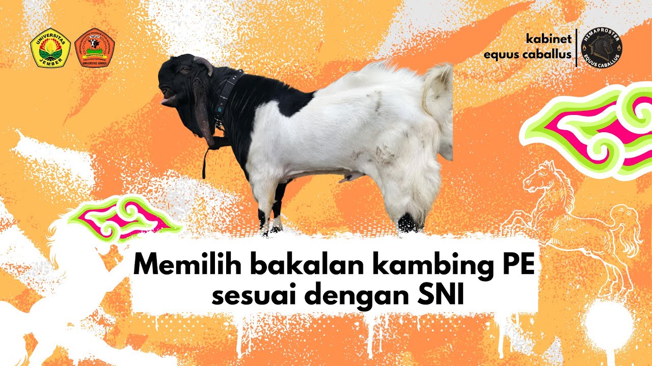 memilih bakalan kambing PE( peranakan etawa) sesuai dengan SNI - YouTube