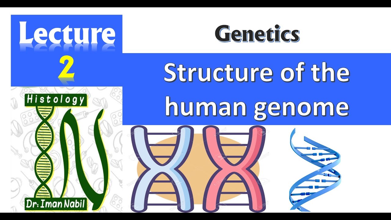 2-Structure of the human genome-Genetics - YouTube