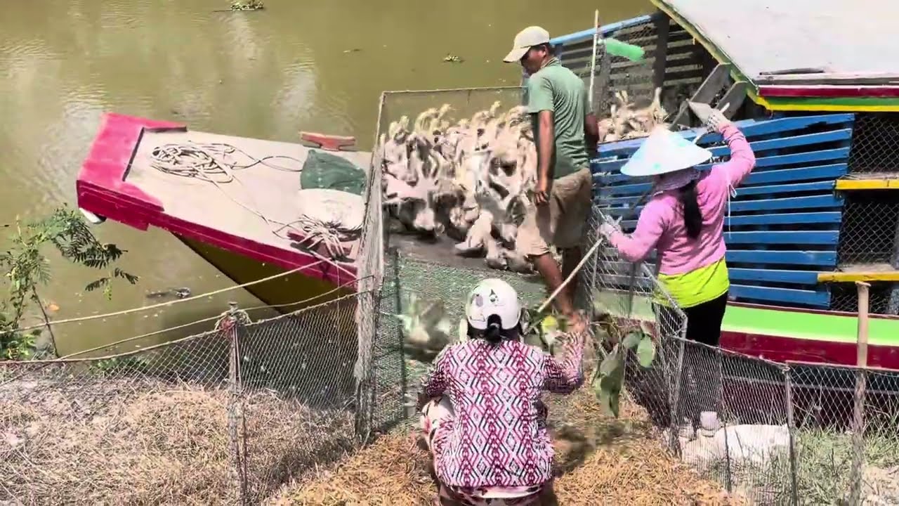 10,000+ Ducks Ride a Girl’s Boat in Vietnam – Rare Scene of Traditional Farming You’ll Never ...