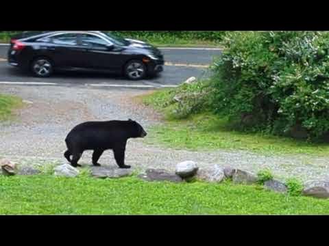 New Jersey Black Bear - YouTube