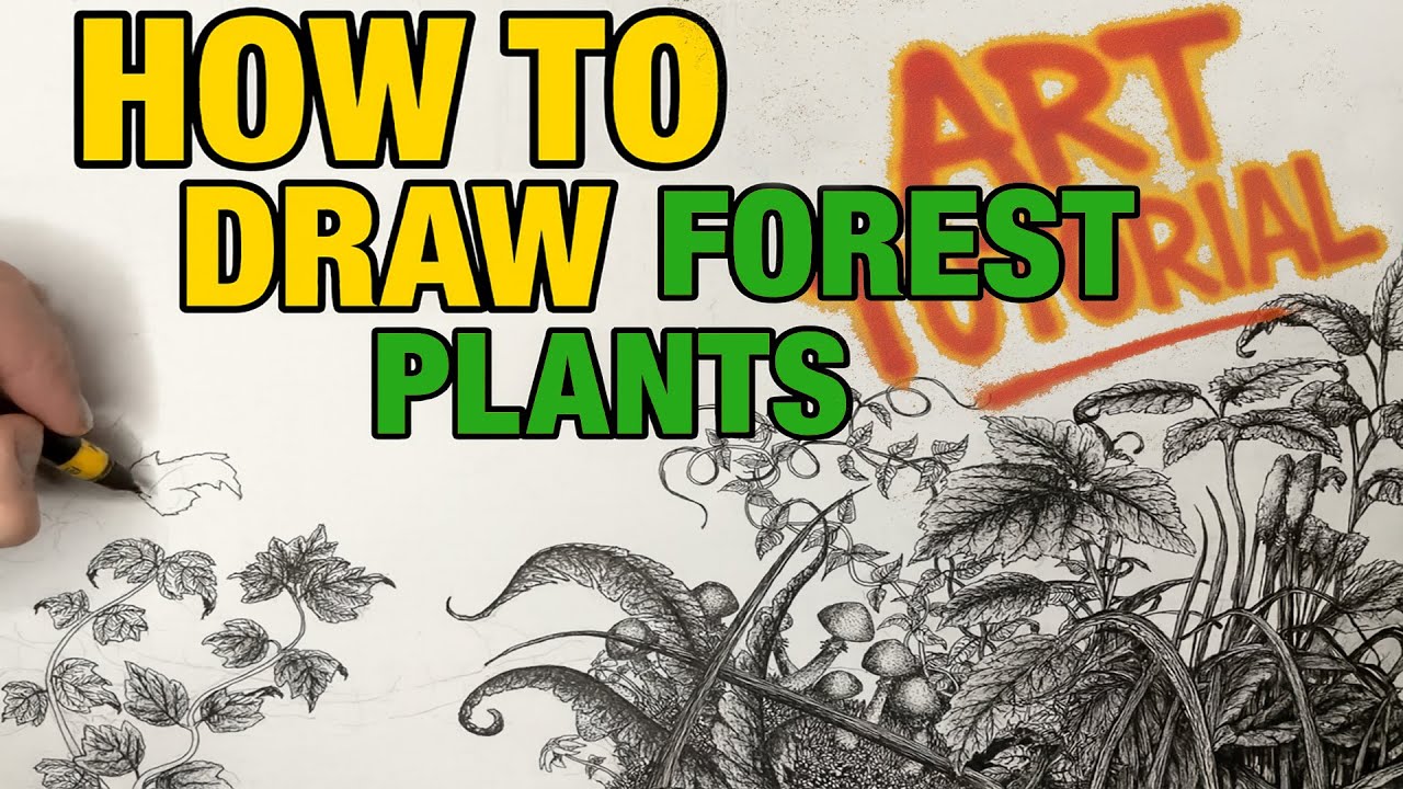 Step by Step Drawing Tutorial | How to Draw Forest Floor Plants - YouTube