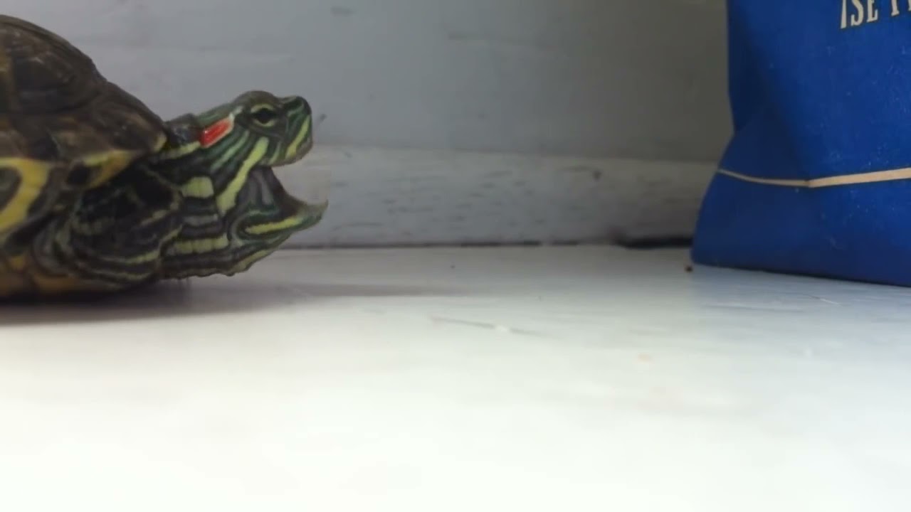 What a Turtle Sneezing sounds like - YouTube