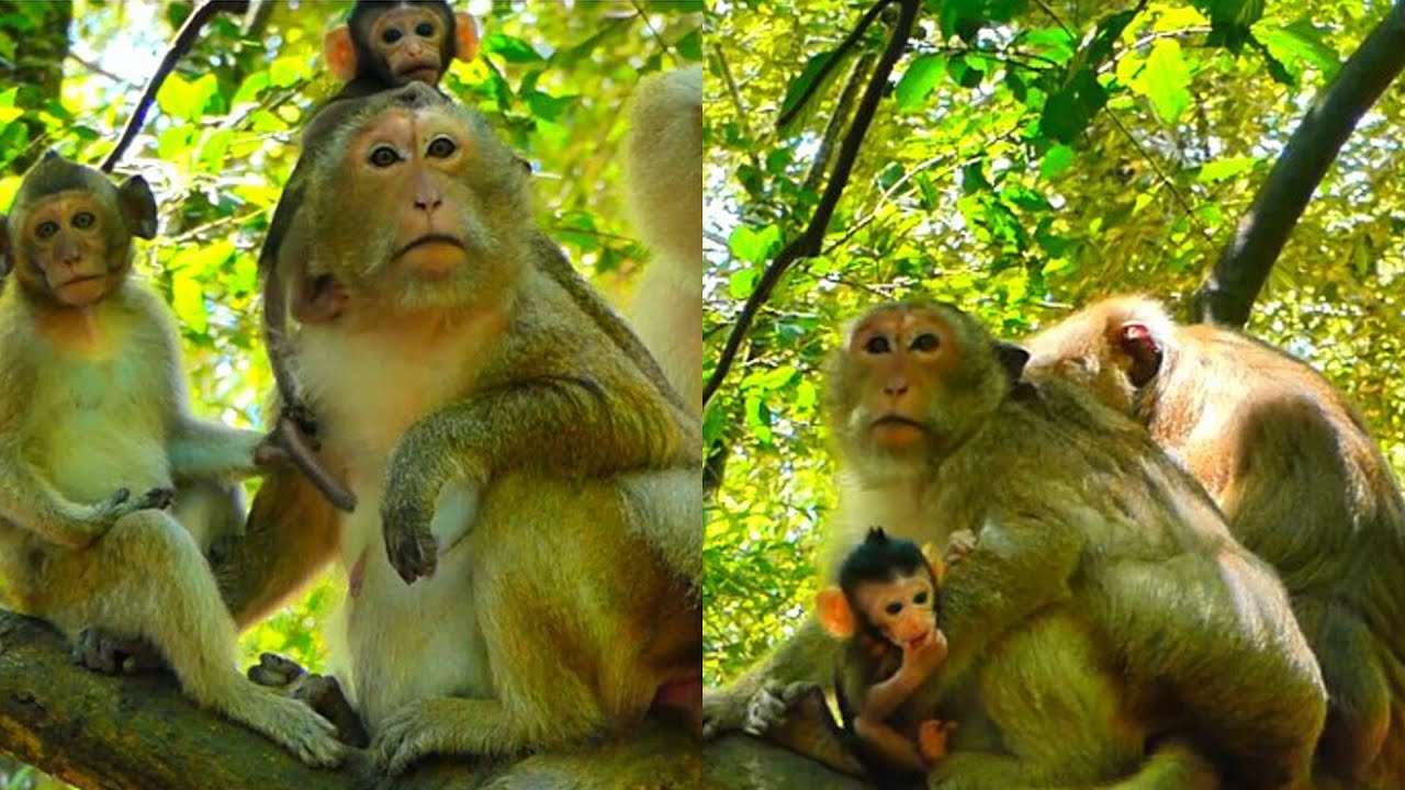 Cute baby monkey is playing around the its siblings on the tree - YouTube
