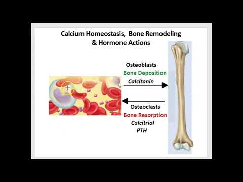 What Hormone Changes In Calcium Metabolism And Bone Deposition
