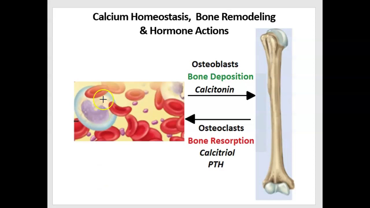 Control of Bone Remodeling and Calcium Homeostasis - YouTube