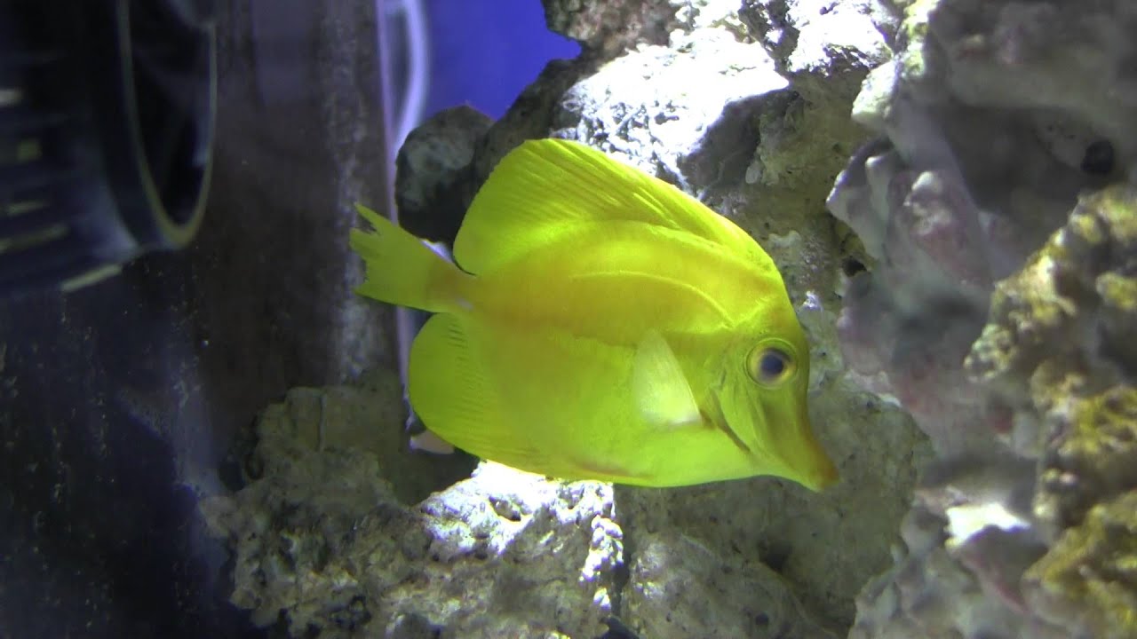 Yellow Tang Diseases