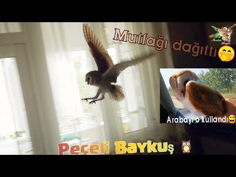 Eve giren Baykuş 🦉