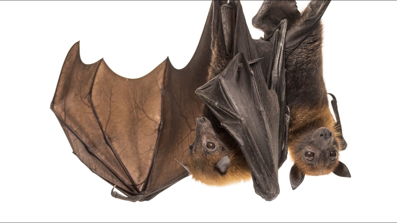 15 Fantastic Facts About Flying Foxes - YouTube