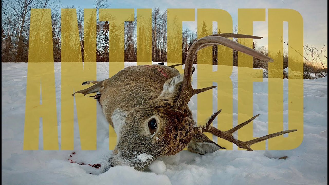 Slave Lake Hunt: Whitetail Buck Down in 15 Minutes! Alberta Canada ...