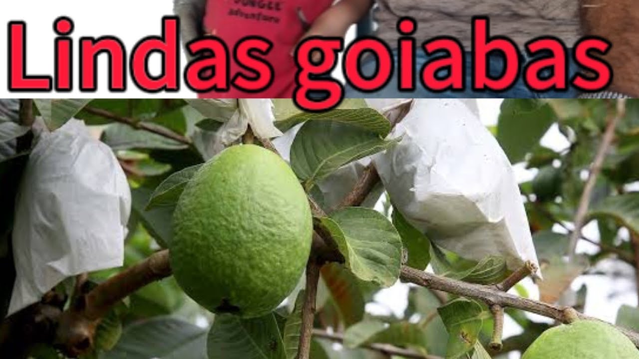 Ensacamento da Goiaba Gigante / Proteja suas Goiabas das pragas e Do ...