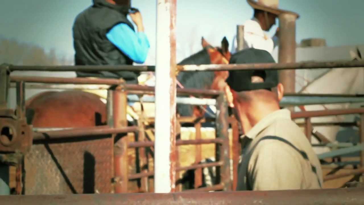 Lo Mejor de los Coleaderos - YouTube