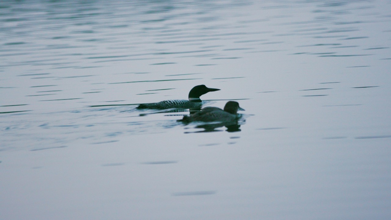 Wisconsin Life | Research reveals Wisconsin loons are disappearing ...