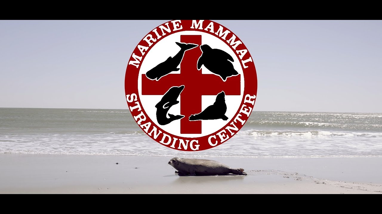 Marine Mammal Stranding Center Mini- Documentary - YouTube