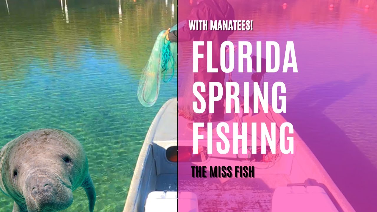Florida Spring Fishing // The Miss Fish - YouTube