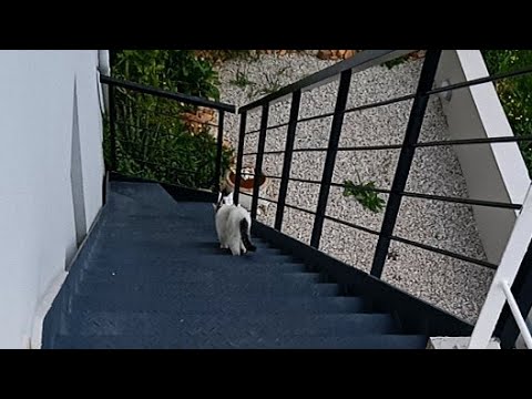 63|#แมวจ๋า good afternoon Kitty 🐈 - YouTube