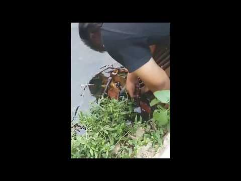 Wow dapet babon di tengah kota cipok manja