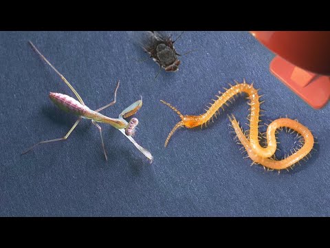 ¡LA MANTIS GIUSEPPE LUCHA CONTRA UN MILPIÉS!