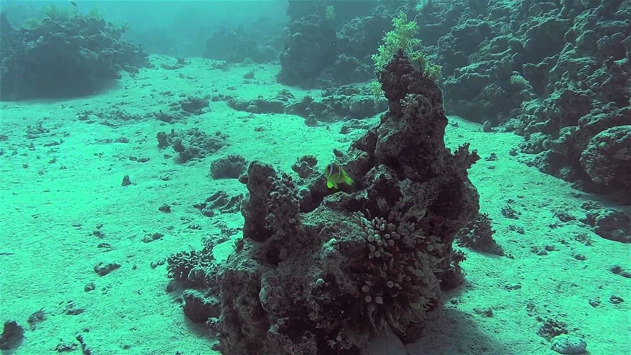 Fighting Nemo - YouTube