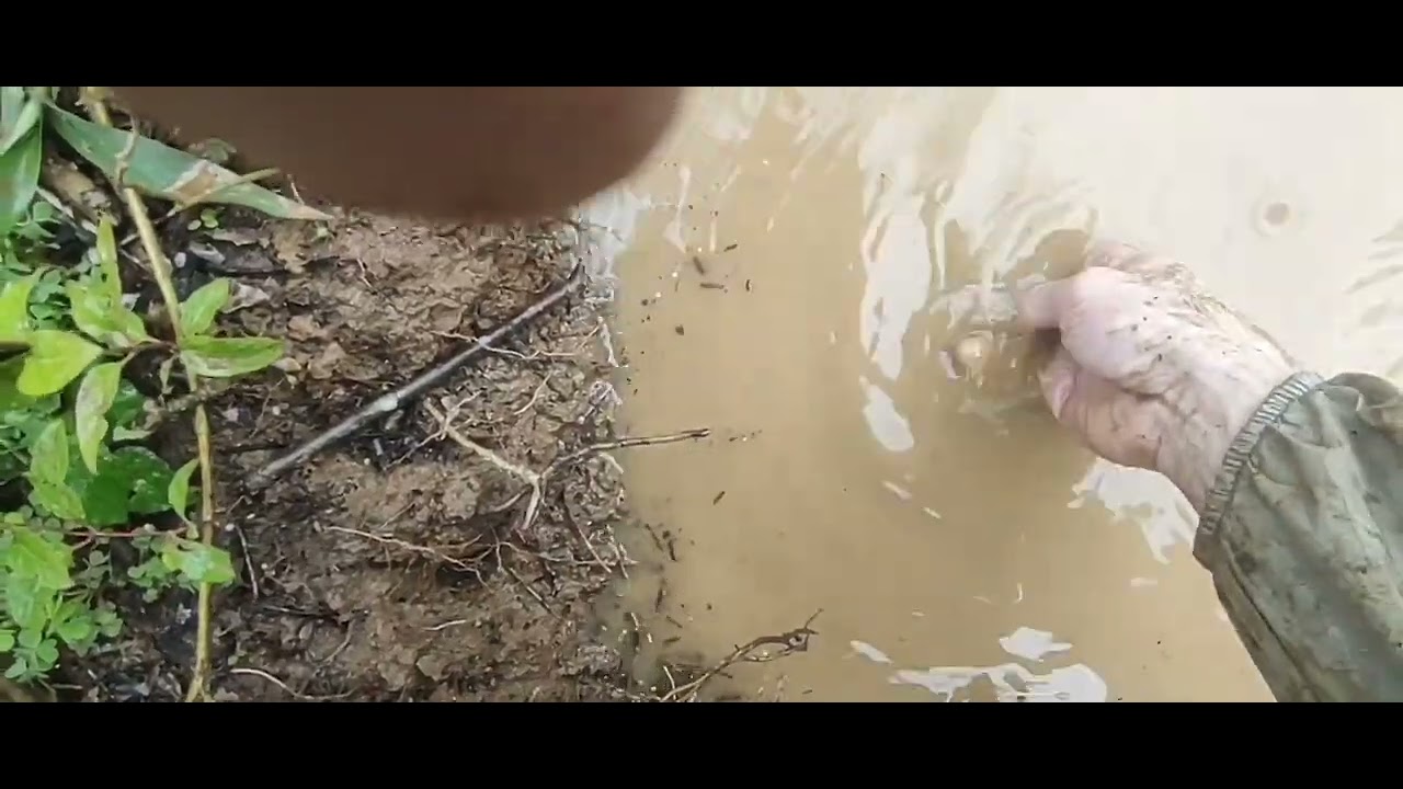 Arrowhead hunting Lauderdale county Alabama digging the campsite - YouTube