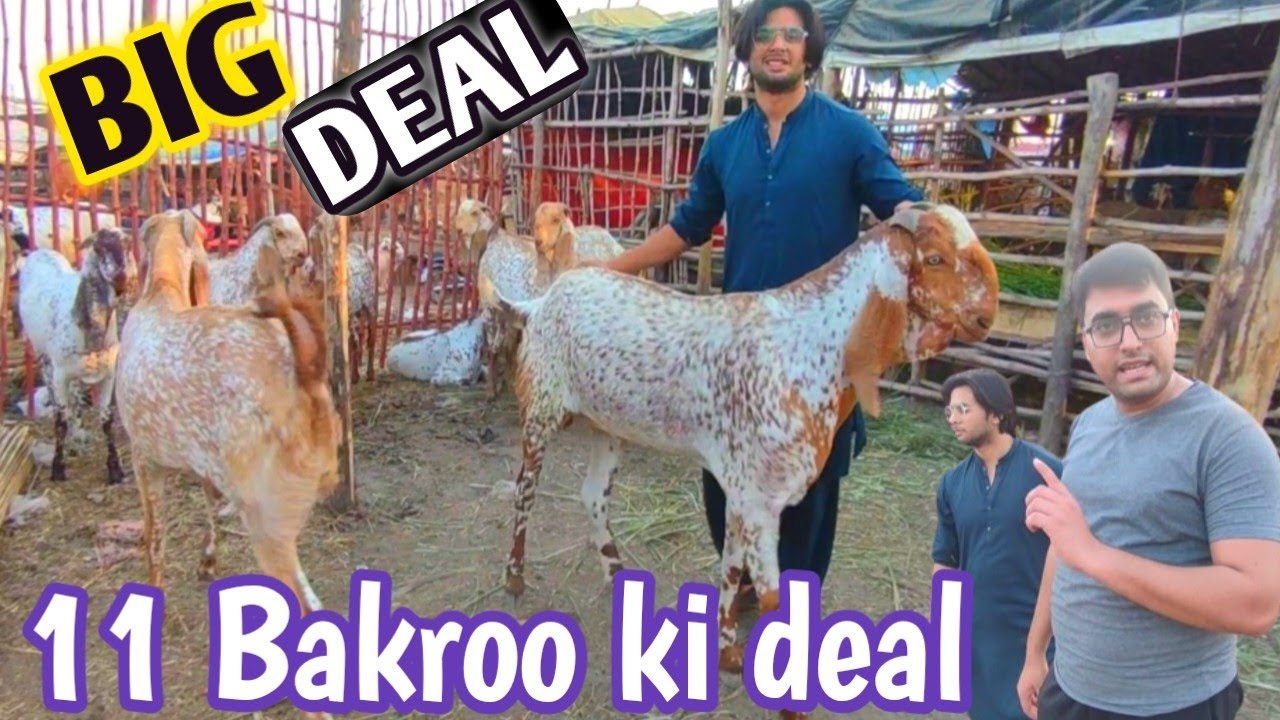 Big Deal Bakroo ki 🤝- Bari Mehnath wala kaam Hai Bhai 😱- Lahore Mandi ...