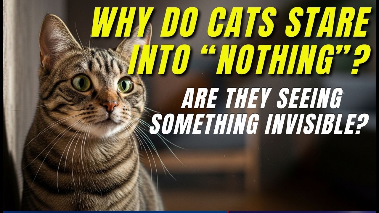 DOES YOUR CAT STOP AND STARE AT NOTHING? CURIOSITY, STRESS? HERE’S WHAT ...