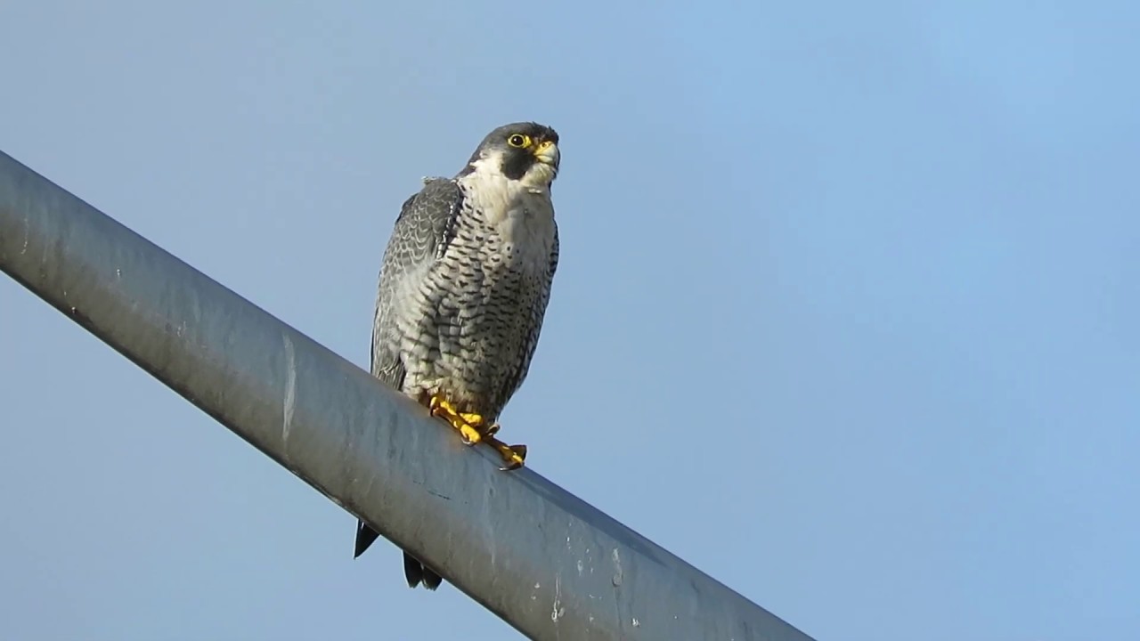 2019 Peregrine Falcon (Adult Tundra) at 59 Pl S & 62 Ave S Kent Wa 7394 ...