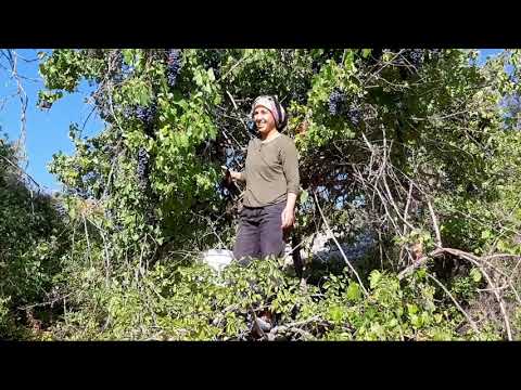 Çerezlik kara 🍇 üzüm topladık