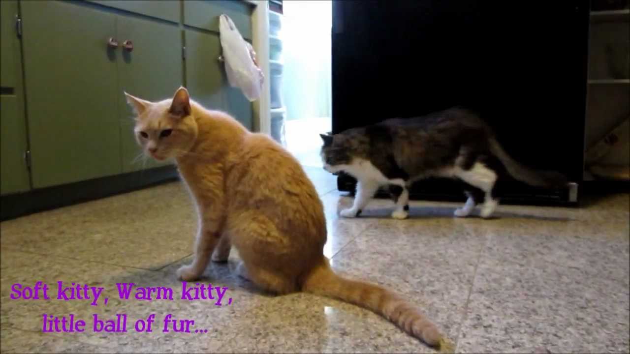 Soft Kitty, Warm Kitty - YouTube