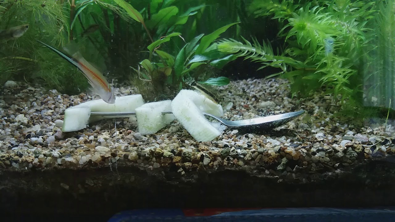 Otocinclus eating cucumber-time lapse (8 min) - YouTube