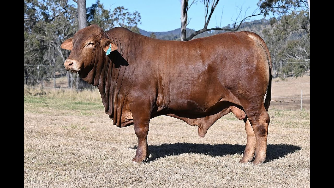 Lot 5 - Vale View Elect 2; Central Reds Droughtmaster Bull Sale - YouTube