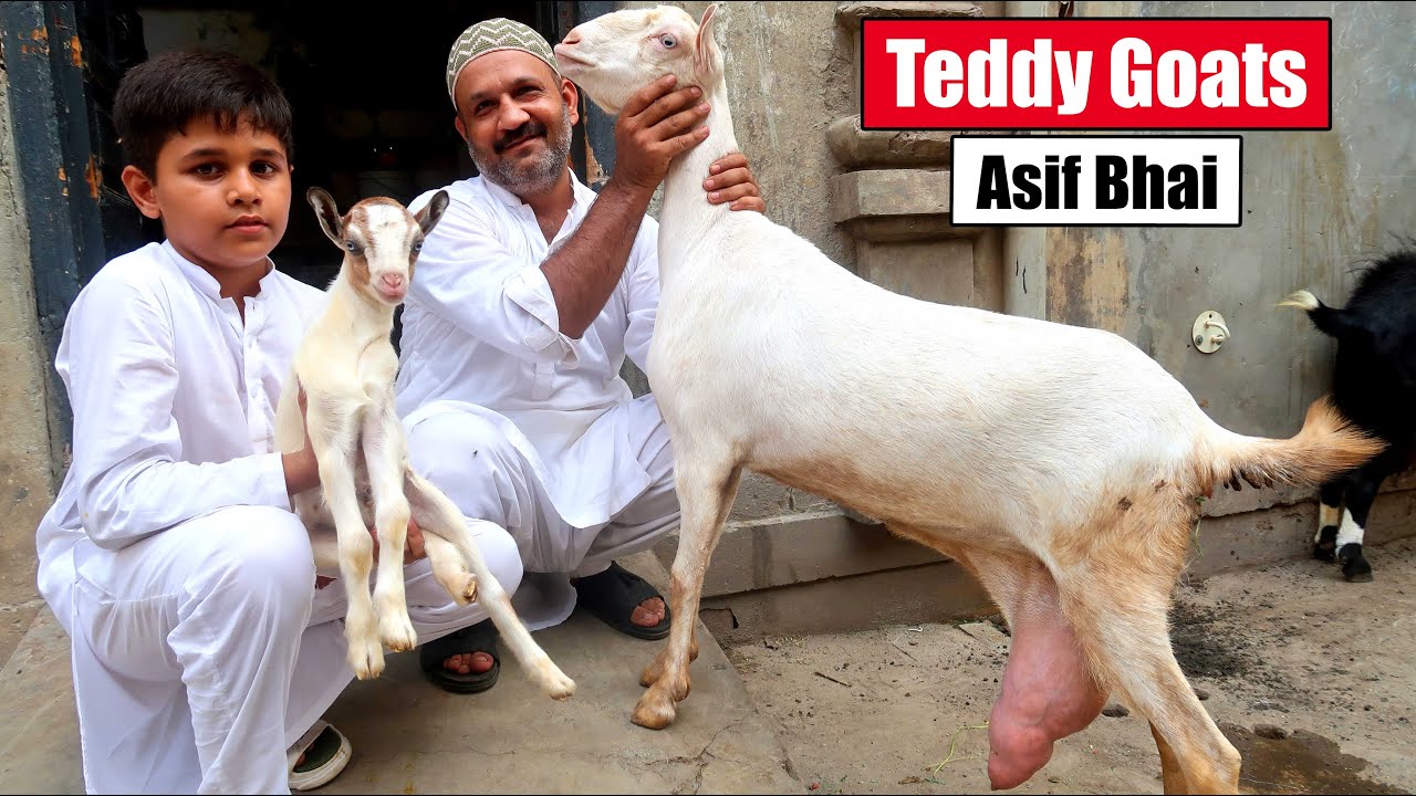 Teddy Goats - Pure White & Ablak Teddy Goats With Kids Lahore 2024 ...