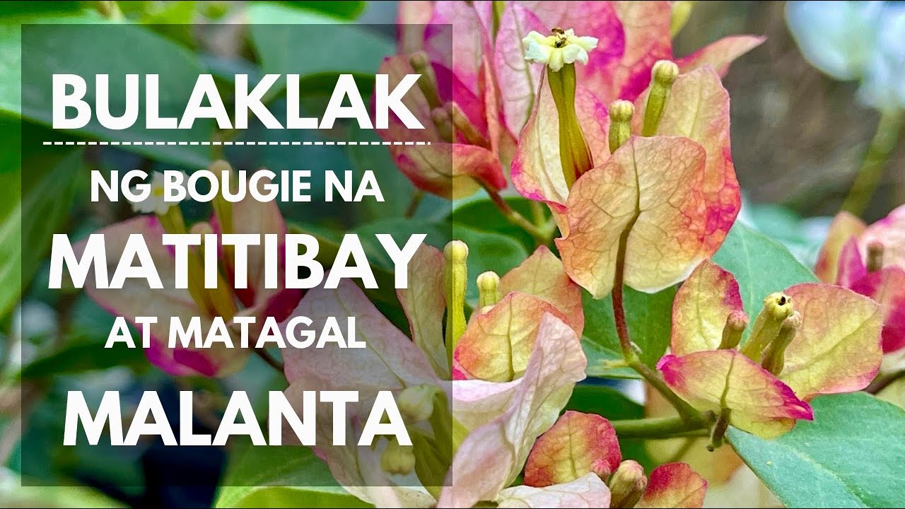 MGA BOUGIES NA MATAGAL MALANTA AT MATITIBAY ANG BULAKLAK | Mikel Awitan ...