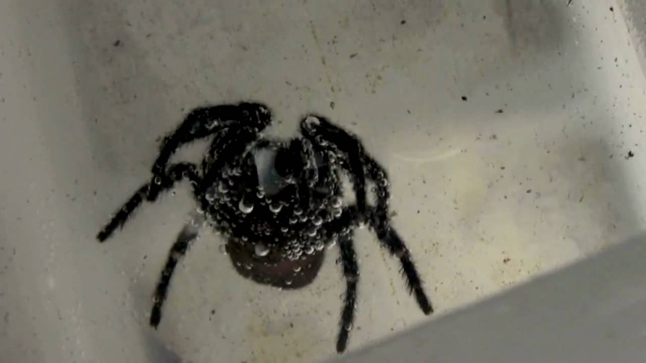 HUGE DEADLY FUNNEL WEB Spider - SUPER CLOSE UP (in HD) - Part 2 of 2 ...