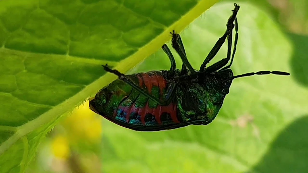 큰광대노린재 곤충 (Large-glazed yellow ash insect) - YouTube