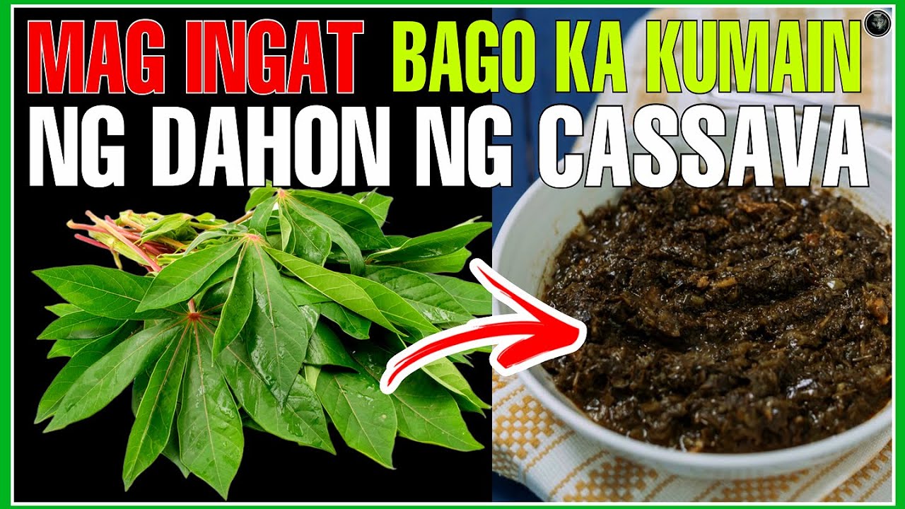 PANOORIN MO MUNA ITO BAGO MO SUBUKAN ANG DAHON NG KAMOTENG KAHOY | Bhes ...
